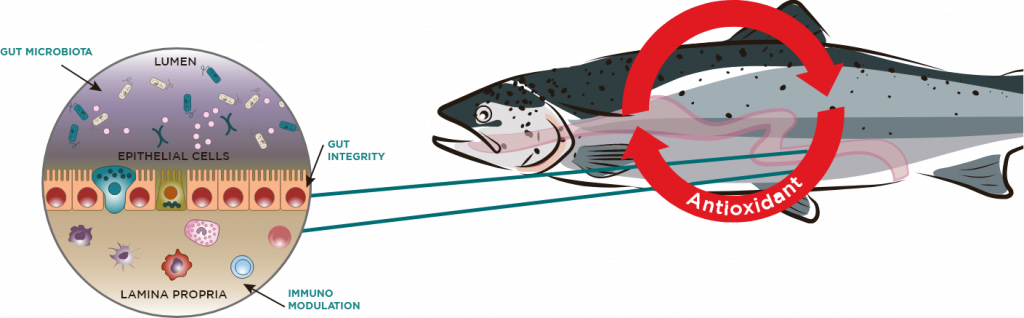 Aquaculture range - Phytosynthese
