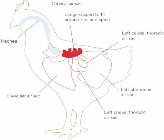 Poultry range - Phytosynthese